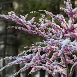 Now, in our Frozen Garden, What Can We Do? - Christie's Fine Gardening